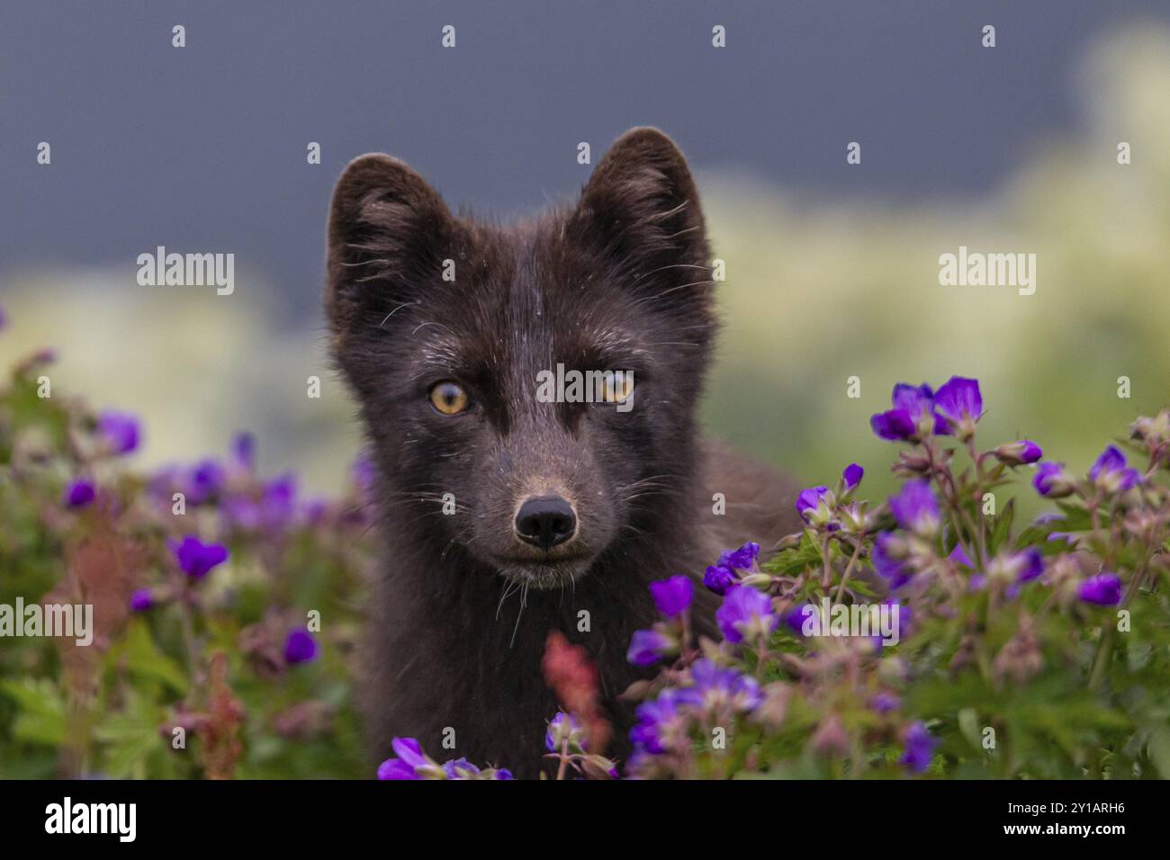 Dark arctic fox (Vulpes lagopus), ice fox, standing in a flower meadow ...