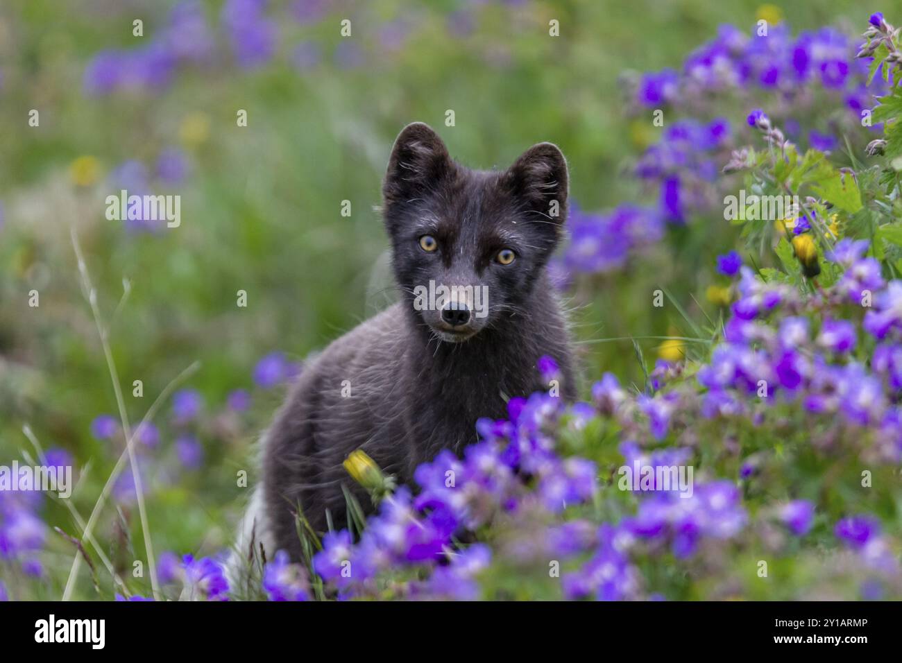 Dark arctic fox (Vulpes lagopus), ice fox, standing in a flower meadow ...