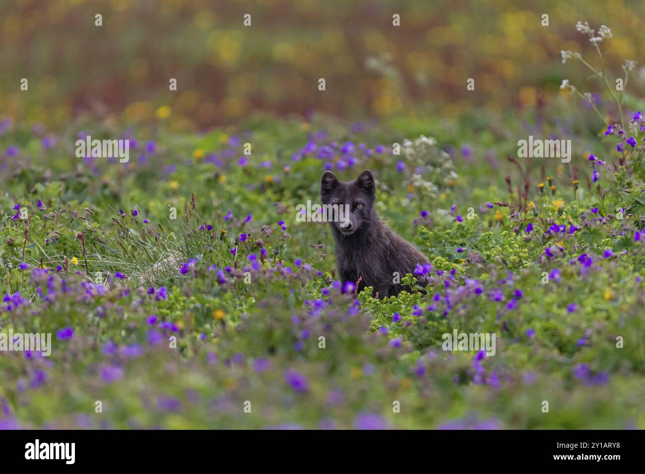 Dark arctic fox (Vulpes lagopus), ice fox, standing in a flower meadow ...