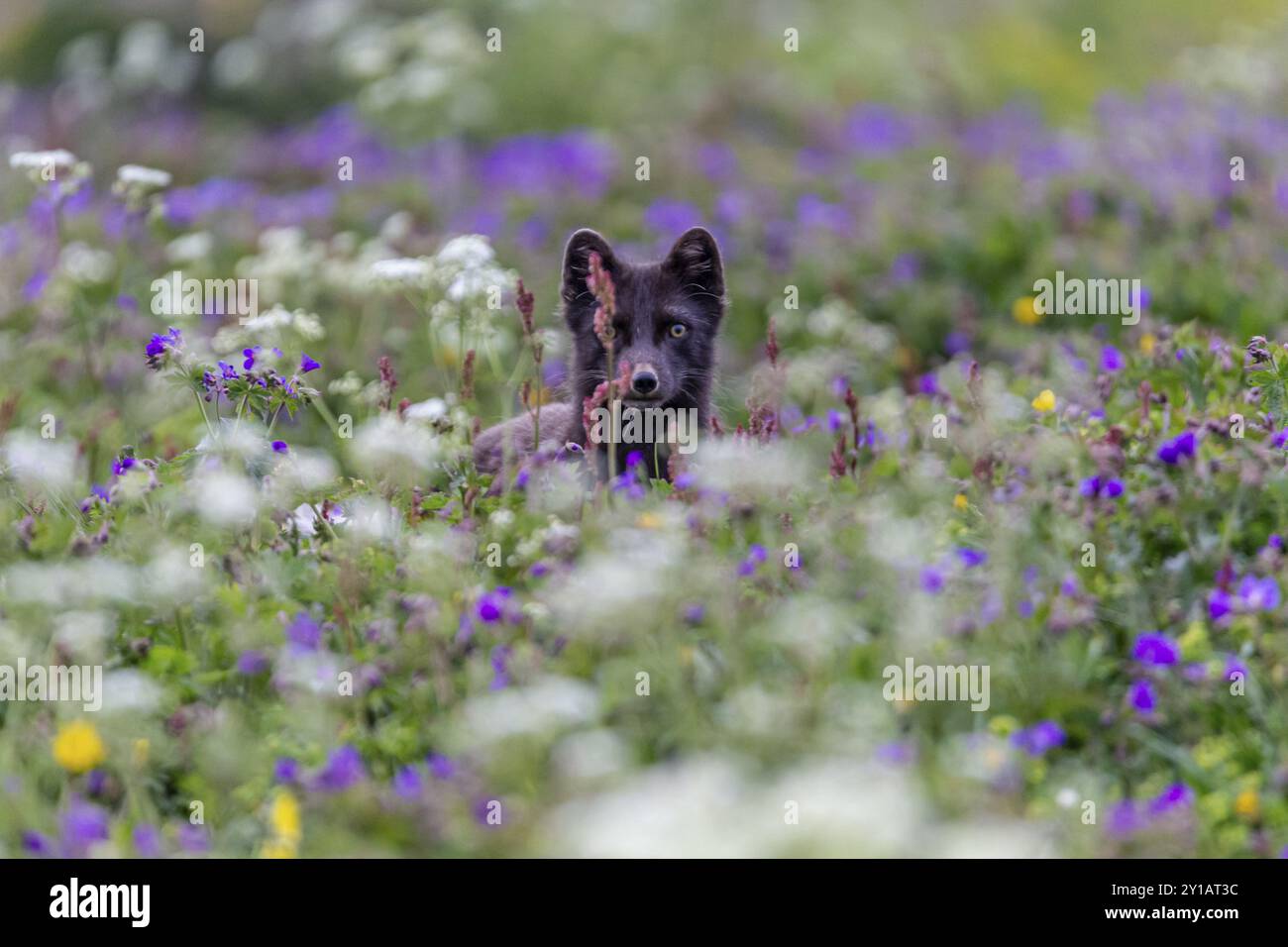 Dark arctic fox (Vulpes lagopus), ice fox, standing in a flower meadow ...