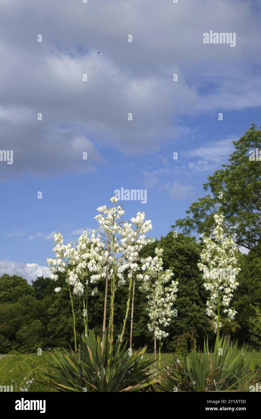 Yucca family hi-res stock photography and images - Alamy