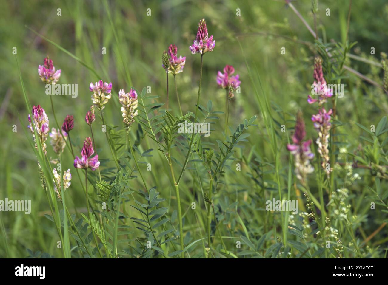 Seeding sainfoin hi-res stock photography and images - Alamy