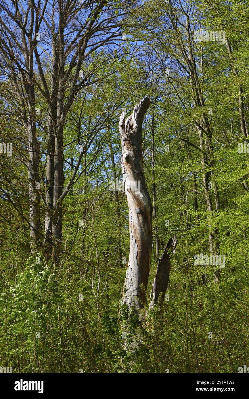 Dead oak trees hi-res stock photography and images - Alamy