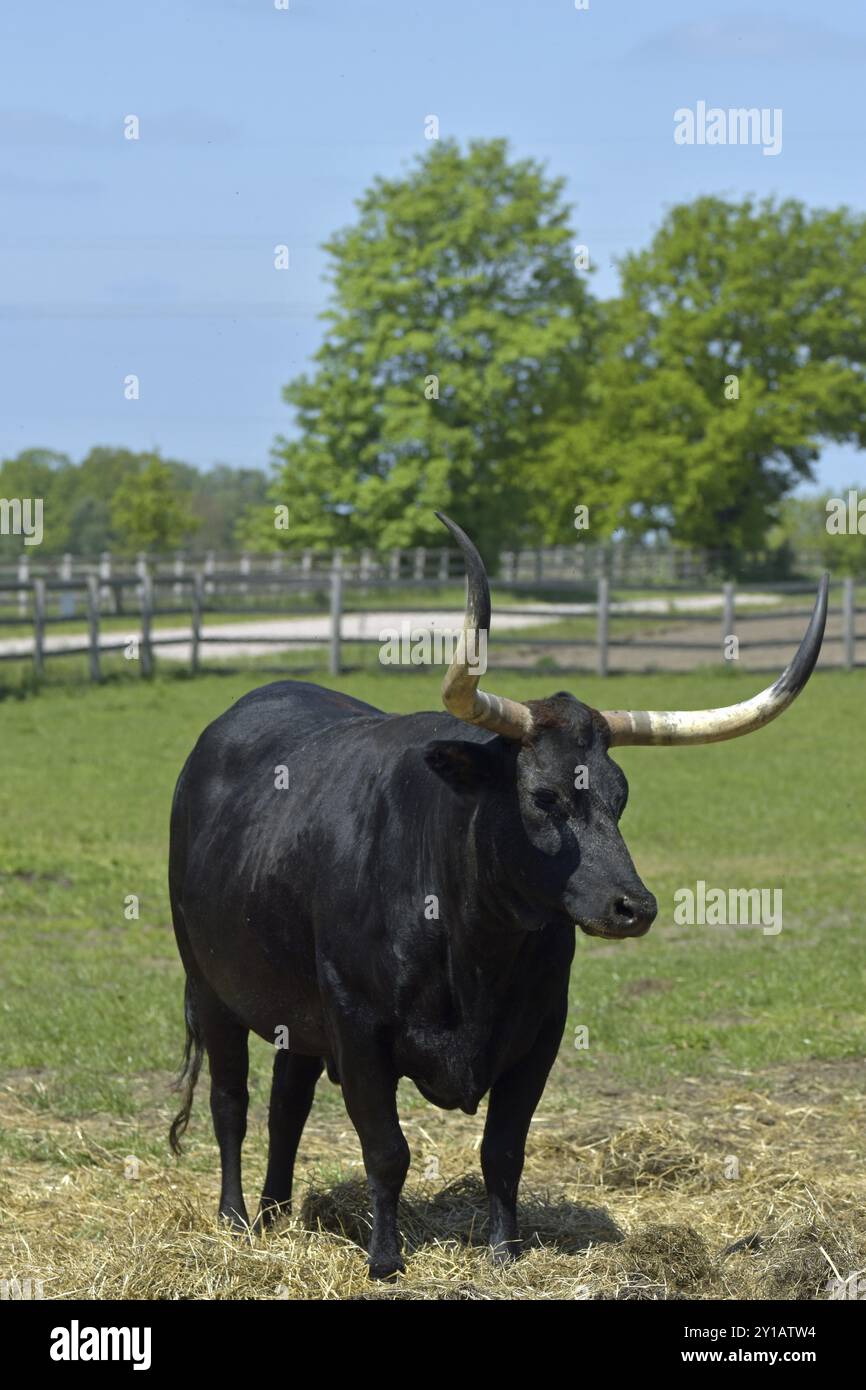 Aurochsen hi-res stock photography and images - Alamy