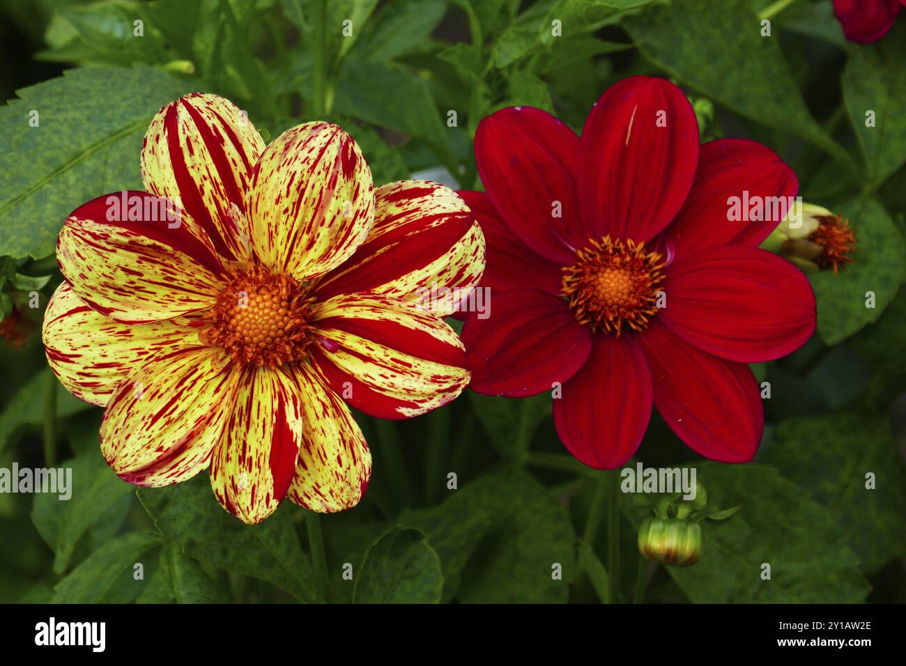 Simple dahlia, string play Stock Photo - Alamy