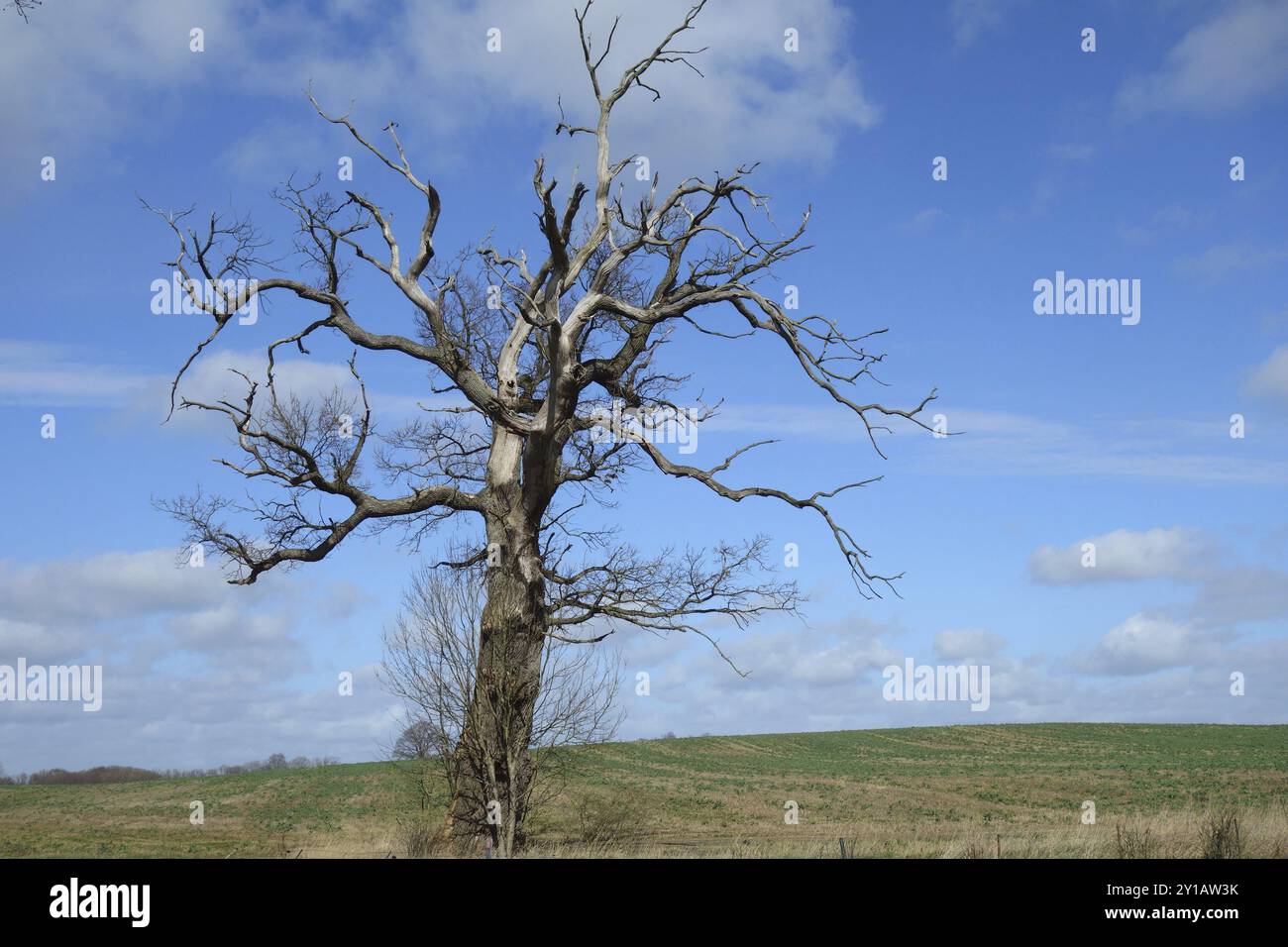 Dead oak tree Stock Photo - Alamy