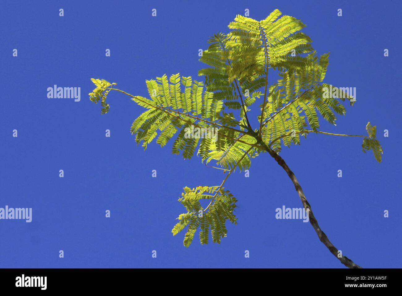 Jacaranda tree hi-res stock photography and images - Alamy