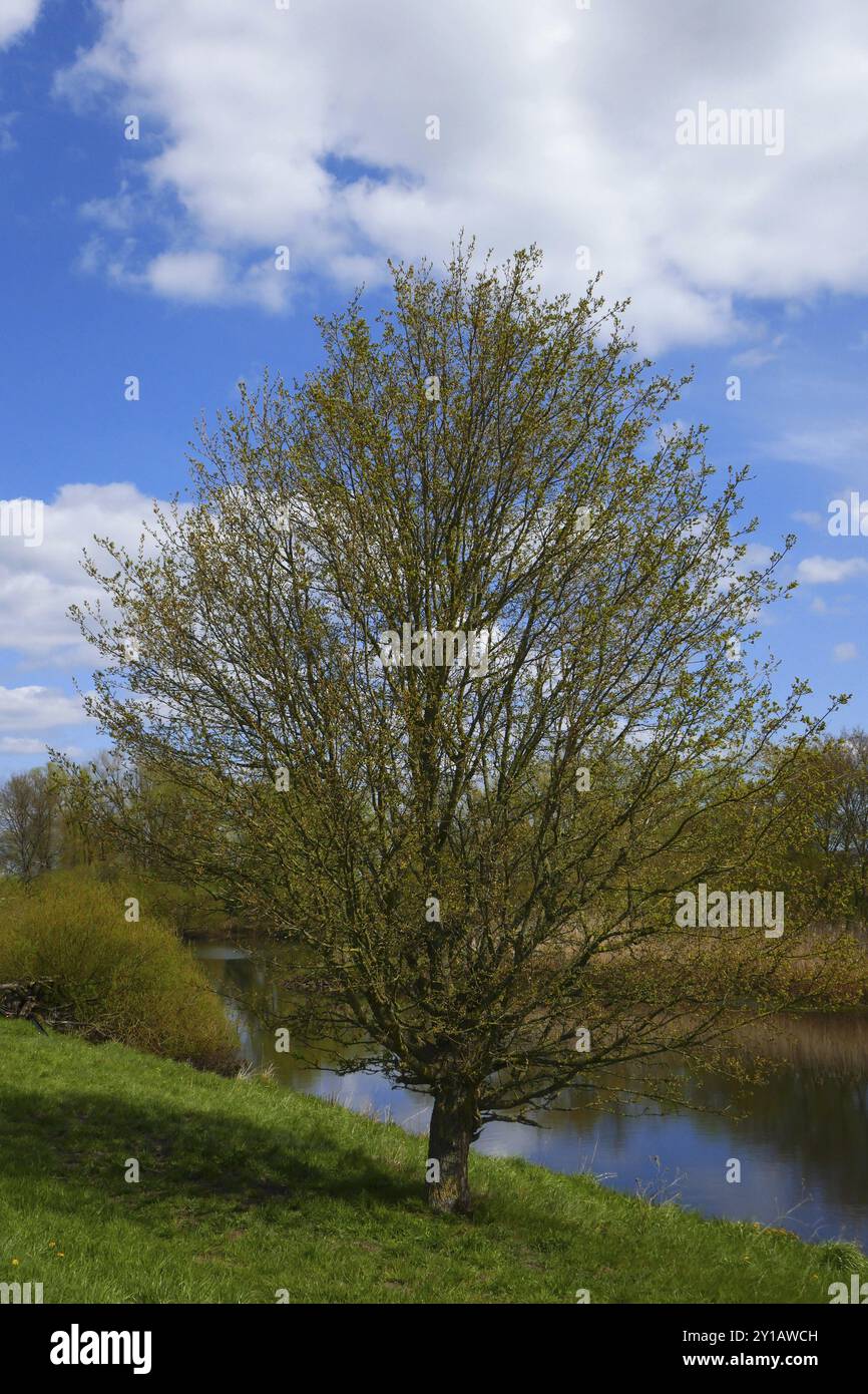 Field maples hi-res stock photography and images - Alamy