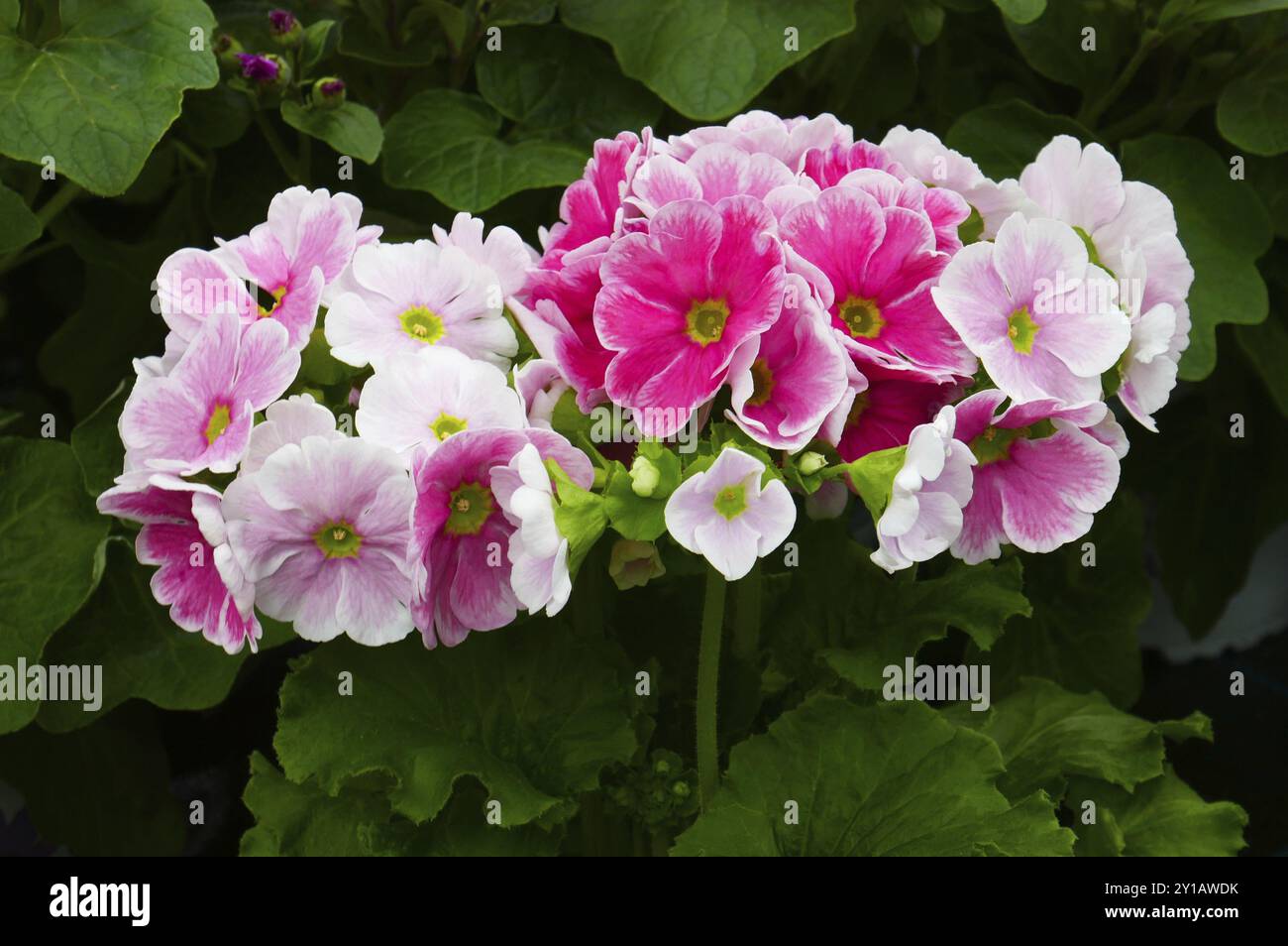 Rosy primrose hi-res stock photography and images - Alamy