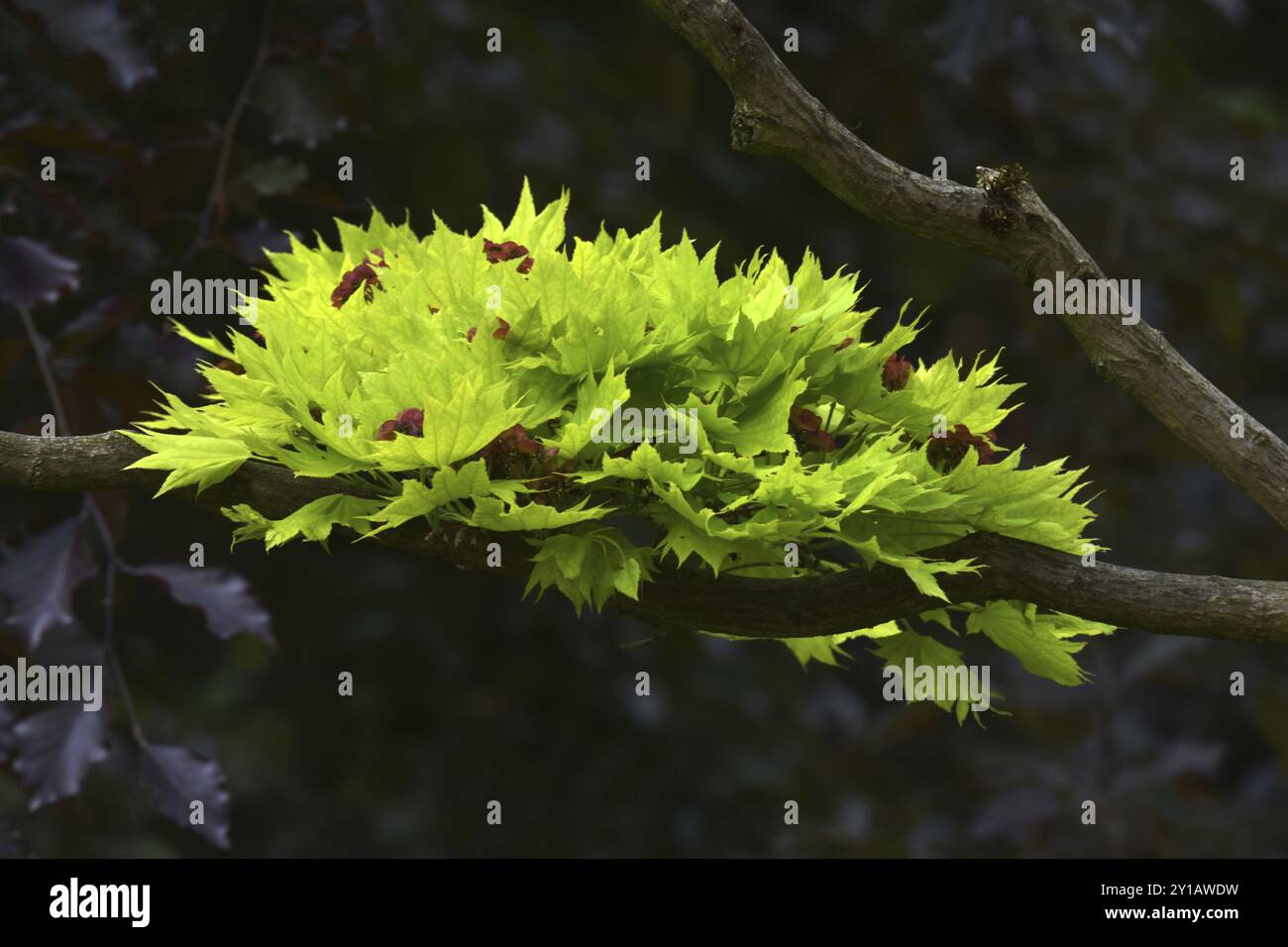 Downy Japanese Maple Stock Photo - Alamy