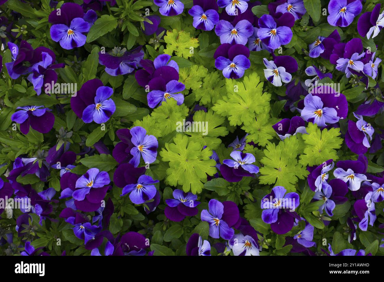 Violets bloom hi-res stock photography and images - Alamy