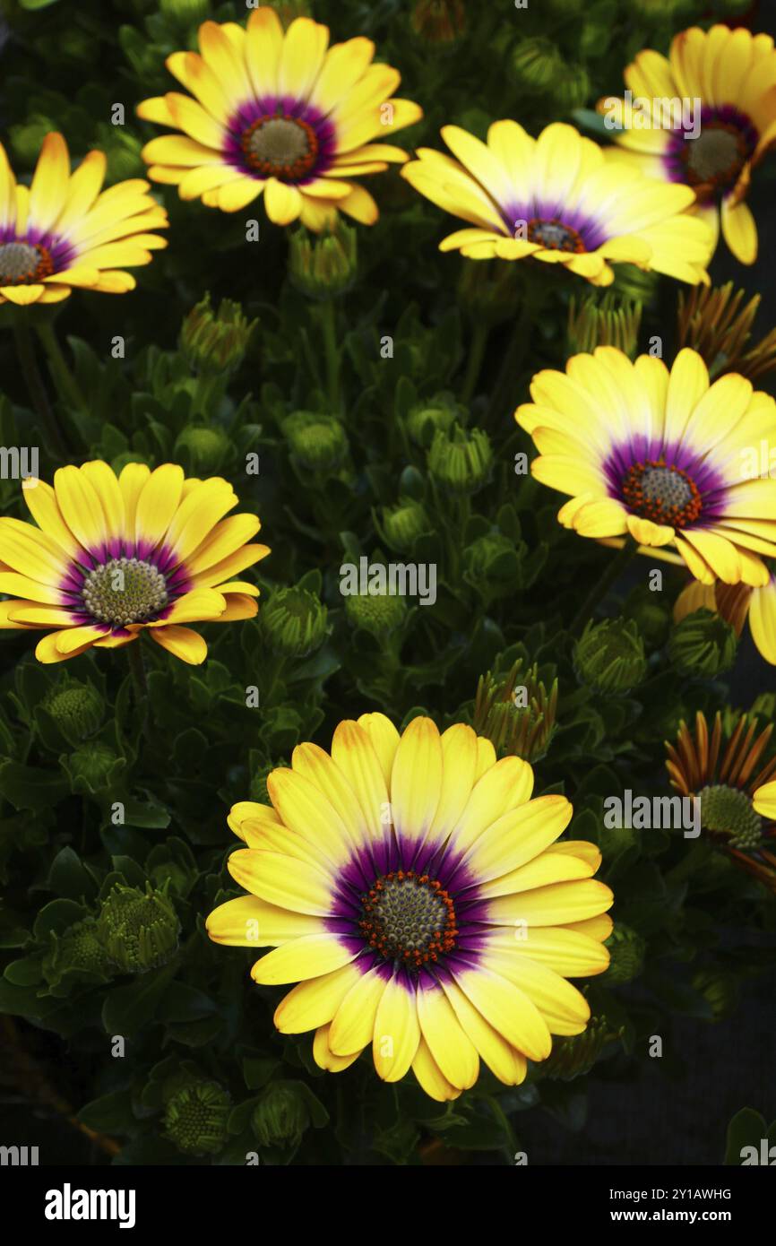 Osteospermum flower daisy in hi-res stock photography and images - Alamy