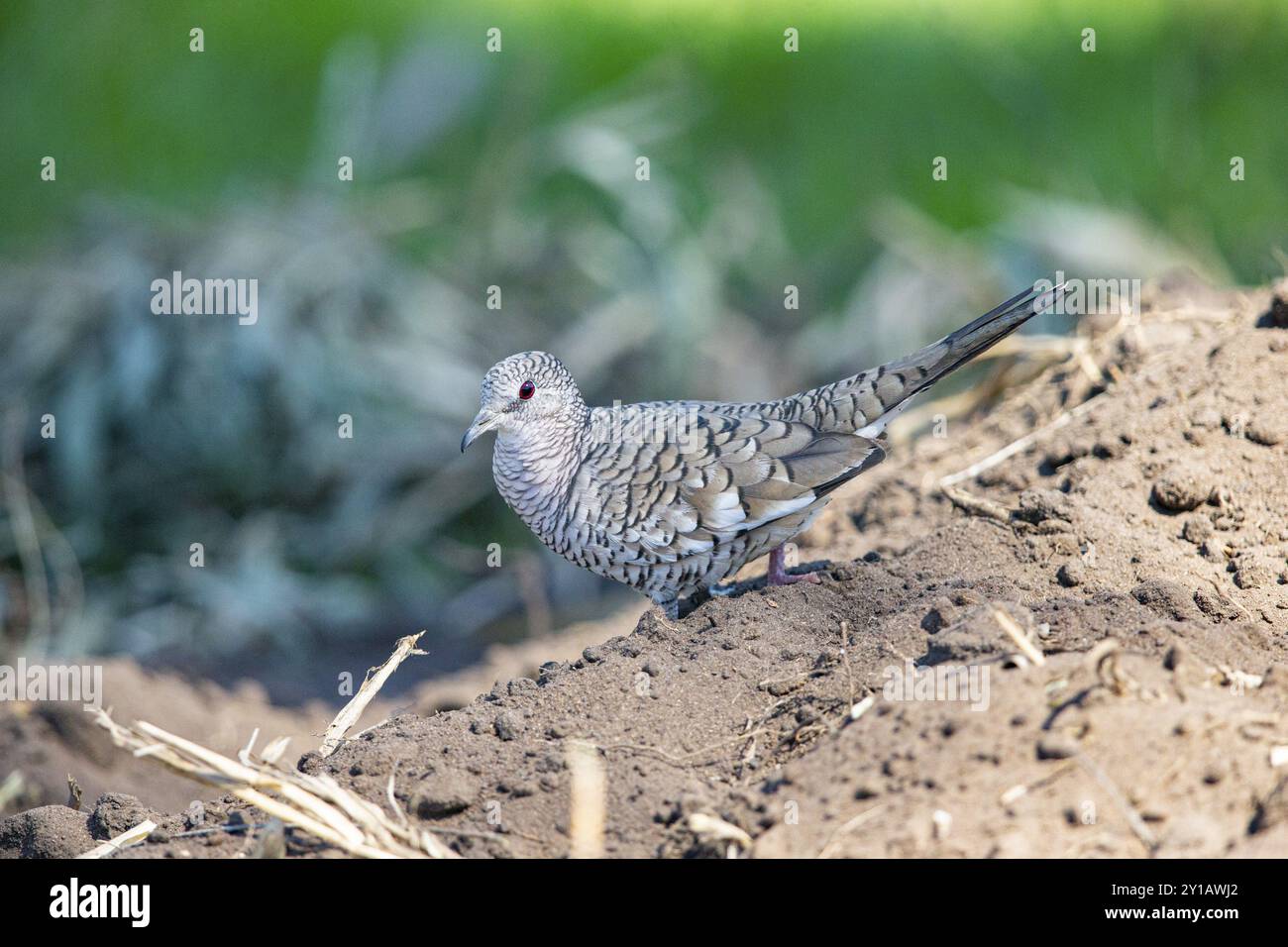 Scaled pigeons hi-res stock photography and images - Alamy