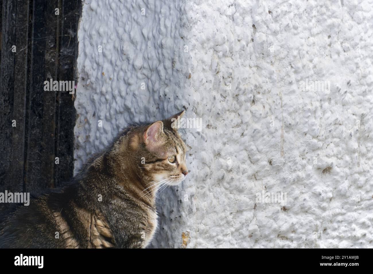 Common cat seen in profile in front of a concrete wall Stock Photo - Alamy