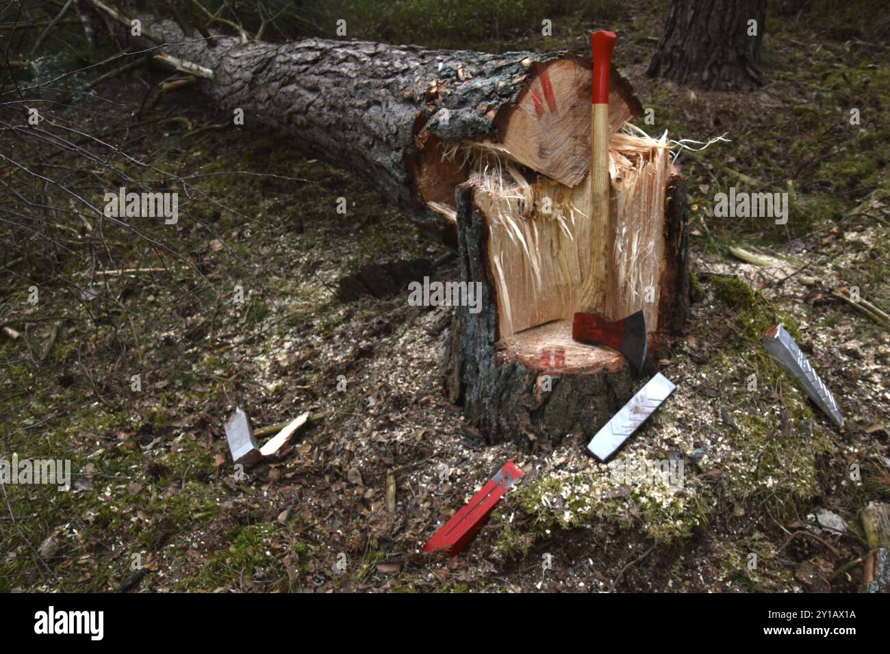 Hazardous tree felling with undercut retaining strap Stock Photo - Alamy