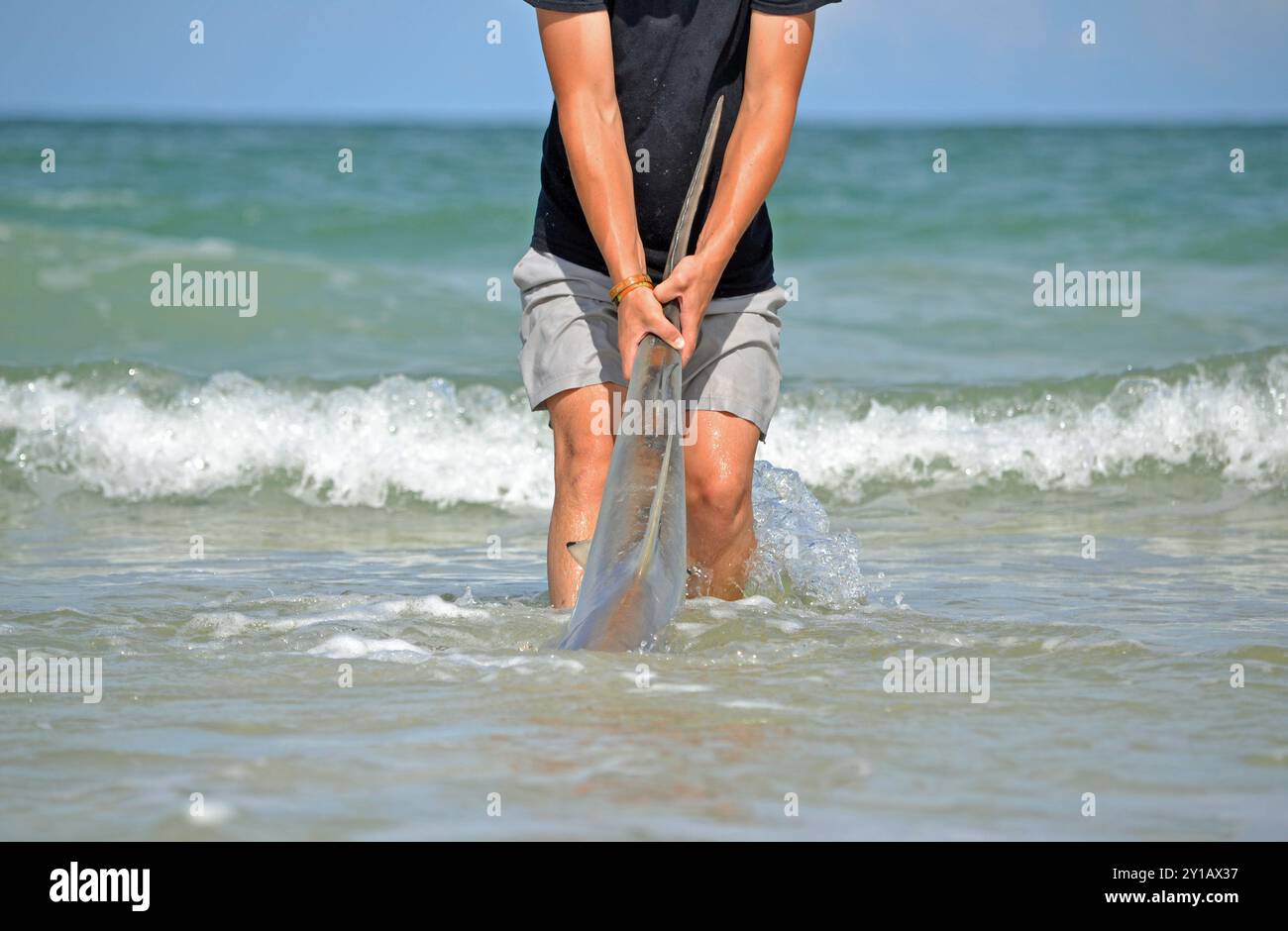 A young man walking backwards into the ocean pulling a blacktip shark ...