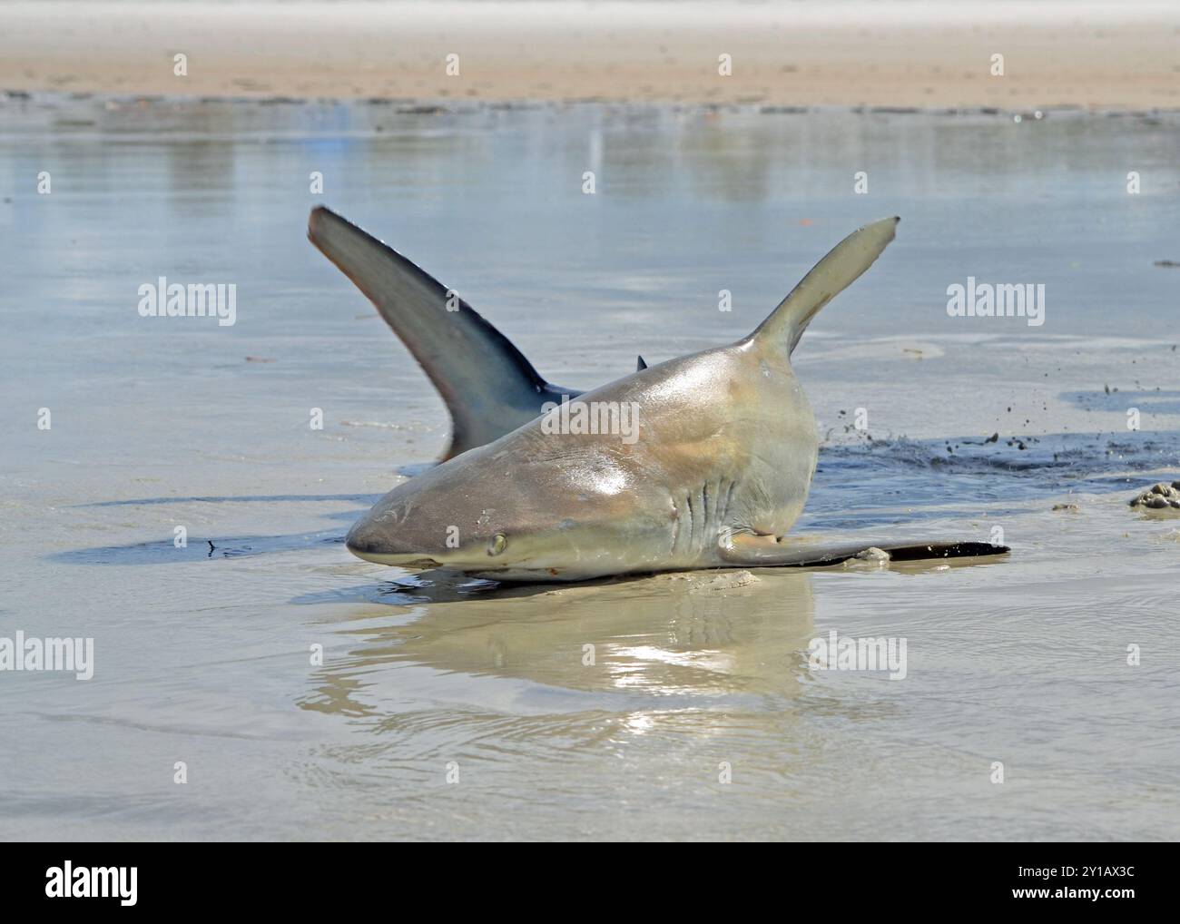 A blacktip shark, caught during shore fishing, writhes on the wet sand ...
