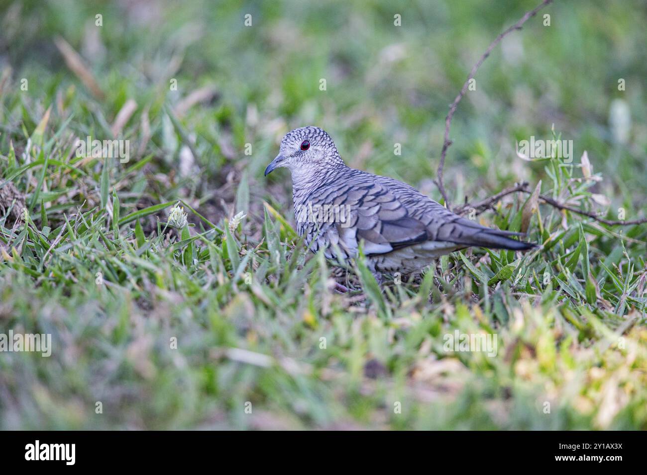 Scaled pigeon (Columbina squammata) pantanal Brazil Stock Photo - Alamy