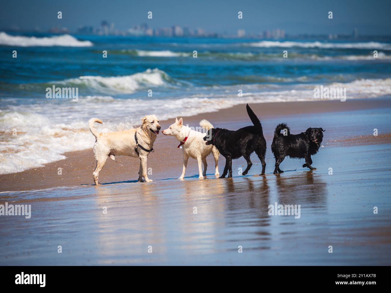 Dogs playing on the shore at Huntington Beach, also known as Dog Beach ...