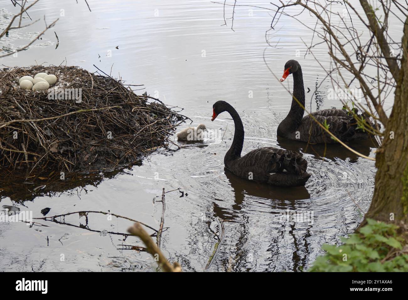 Swan mirroring geese bird hi-res stock photography and images - Alamy