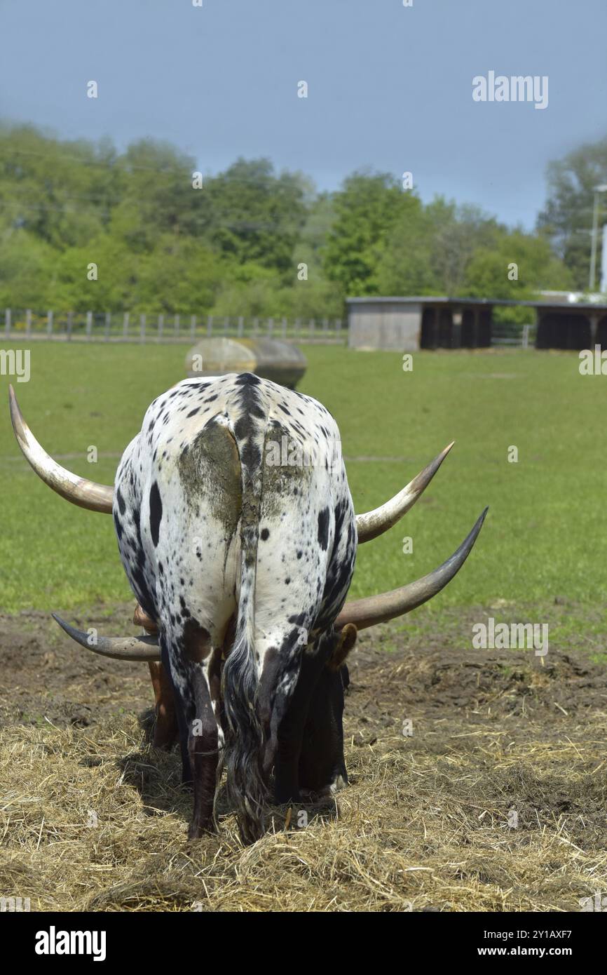 Urus aurochs cattle cattles hi-res stock photography and images - Alamy