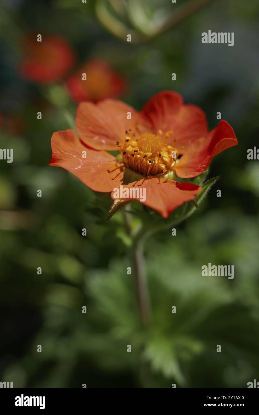 Geum coccineum Borisii Stock Photo - Alamy