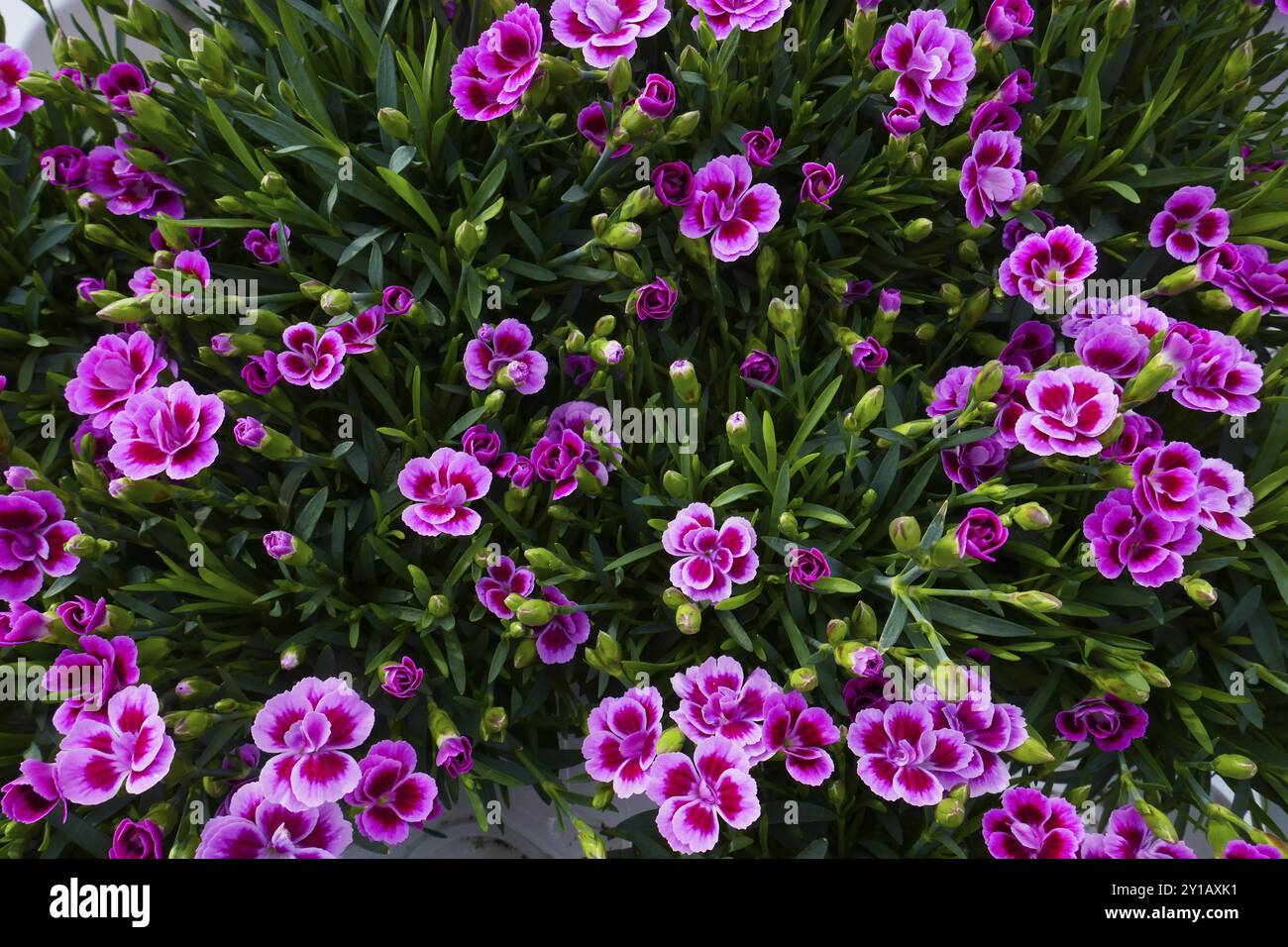 Family carnation plants caryophyllaceae hi-res stock photography and ...