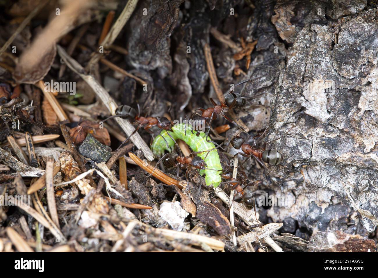 Blood-red ant (Formica sanguinea), a group transporting caterpillars as ...