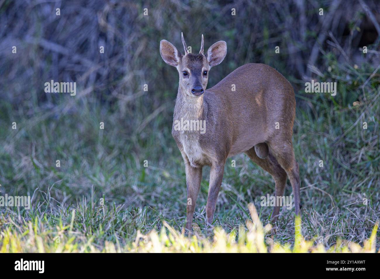 Grossmazama (Mazama americana) Pantanal Brazil Stock Photo - Alamy