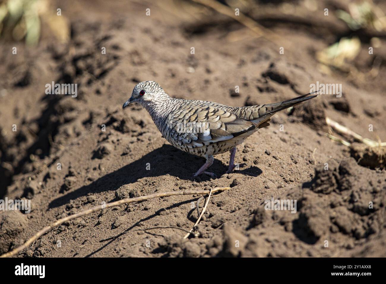 Scaled pigeon (Columbina squammata) pantanal Brazil Stock Photo - Alamy