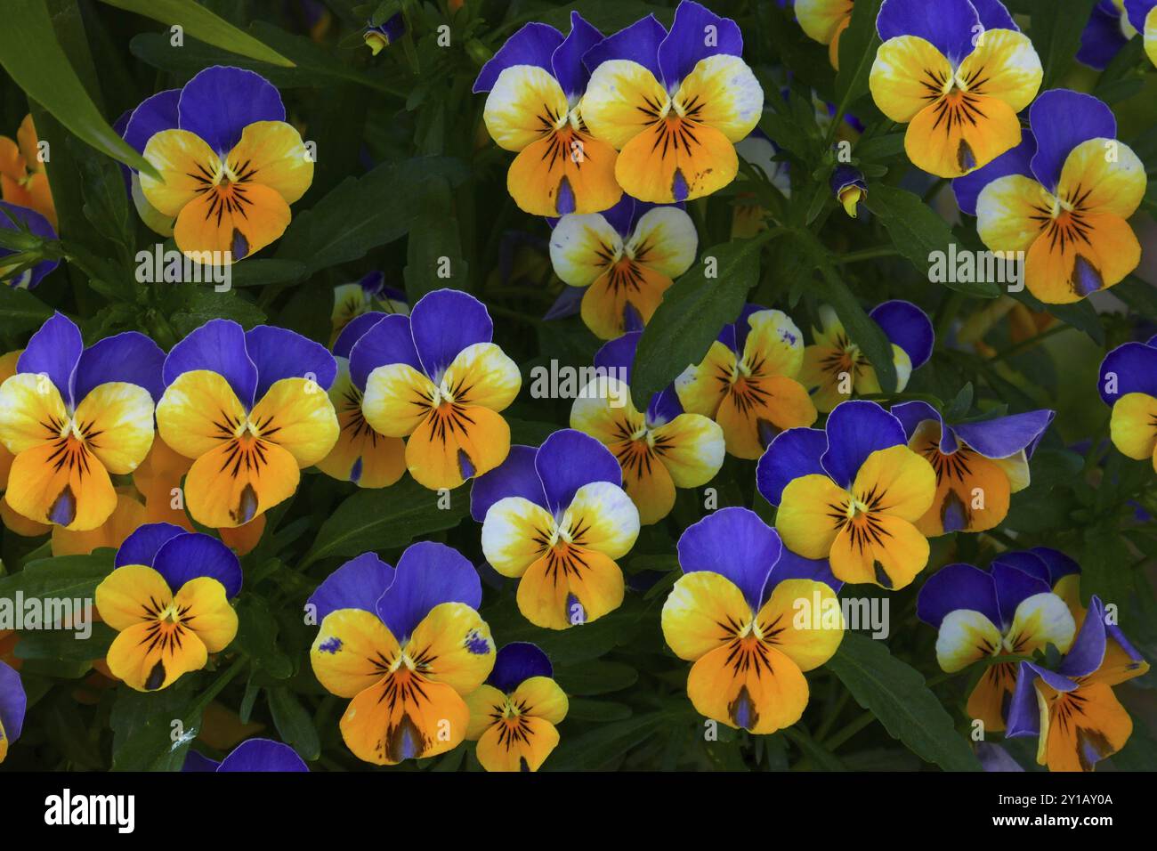 Blue blooming violets hi-res stock photography and images - Alamy