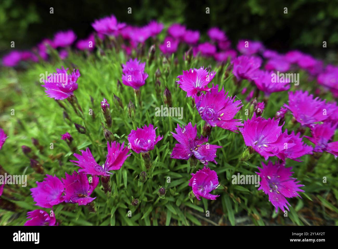 Pink family caryophyllaceae hi-res stock photography and images - Alamy