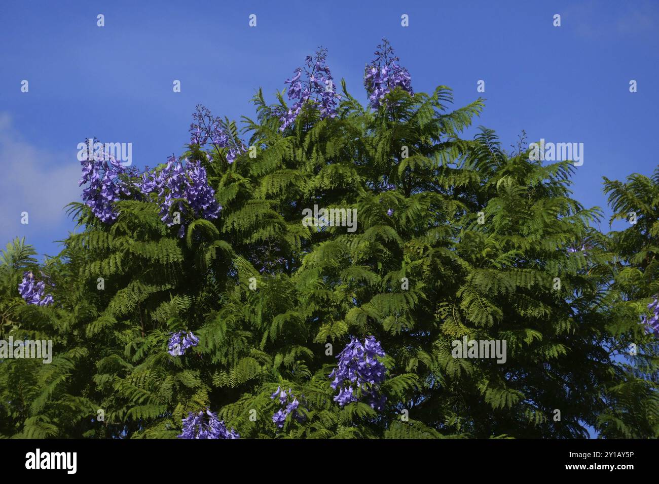 Rosewood tree hi-res stock photography and images - Alamy