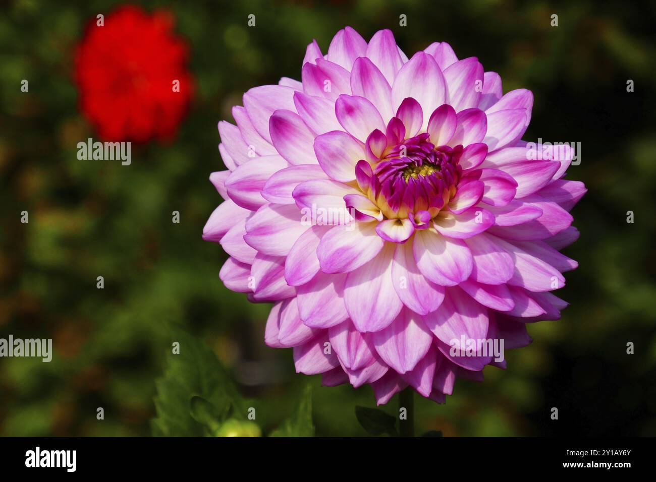 Water lily dahlia, Alauna Craqueline Stock Photo - Alamy