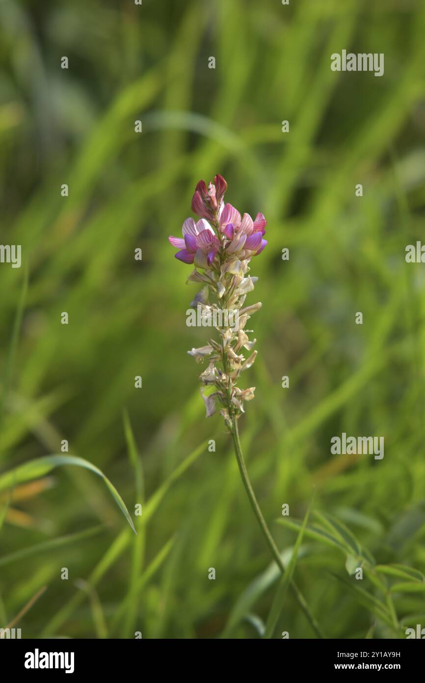 Seeding sainfoin hi-res stock photography and images - Alamy