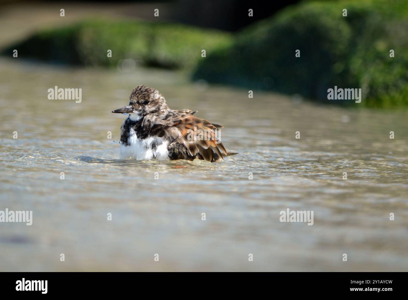 A ruddy turnstone bird, bathes in the shallow water from the wave pool ...