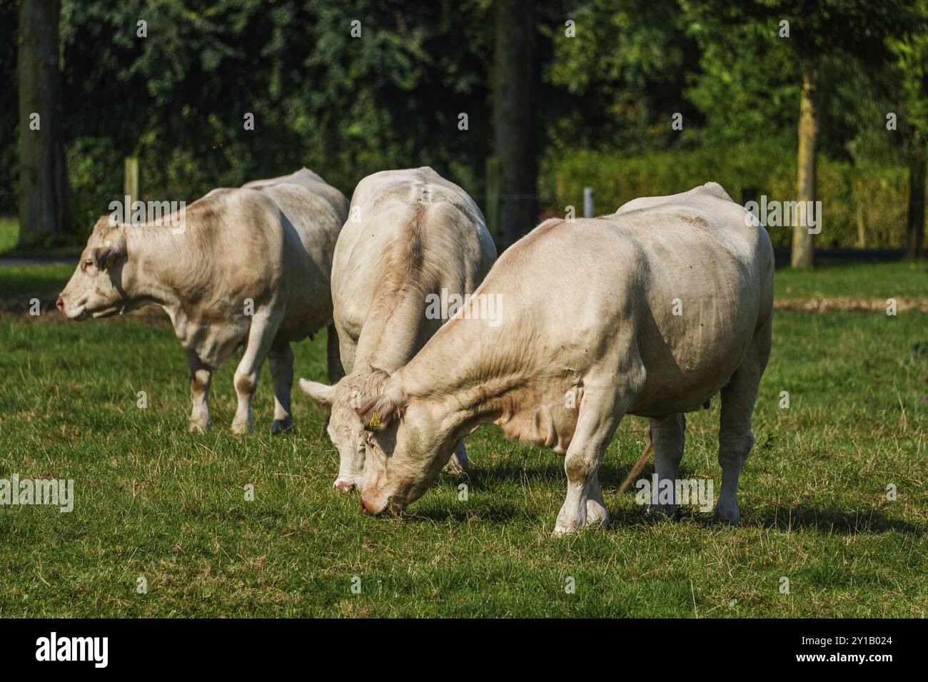 Cow quietly grazes hi-res stock photography and images - Alamy