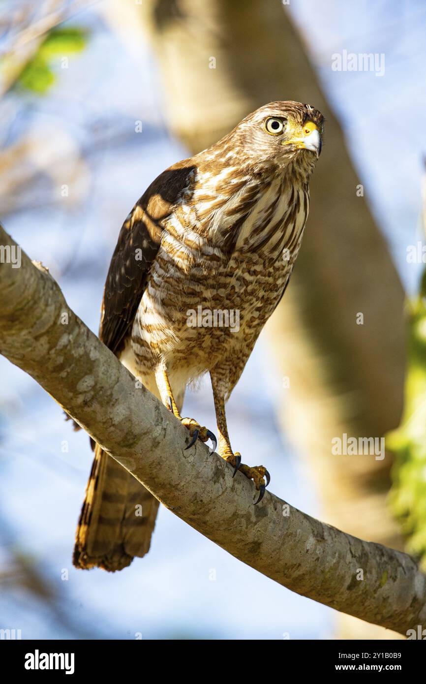 Roadside hawk (Buteo magnirostris) Pantanal Brazil Stock Photo - Alamy