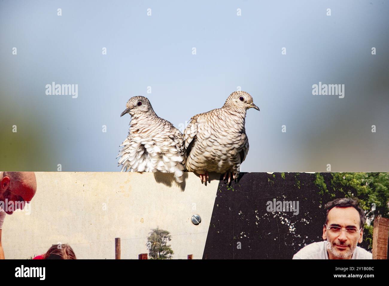 Scaled pigeon (Columbina squammata) pantanal Brazil Stock Photo - Alamy