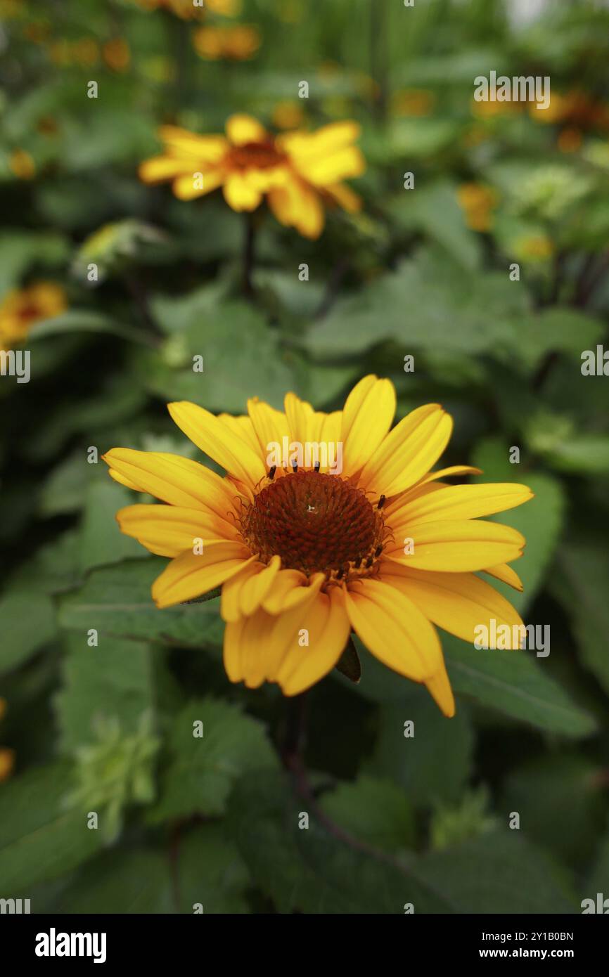 Heliopsis hi-res stock photography and images - Alamy