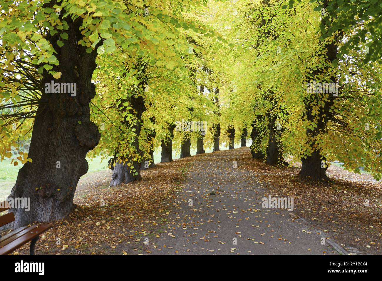 Linden avenue in Boizenburg Stock Photo - Alamy