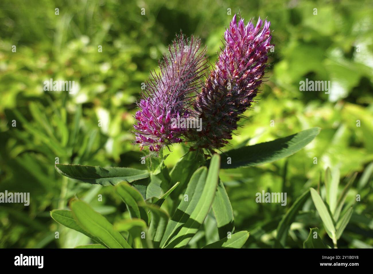 Purple clovers hi-res stock photography and images - Alamy