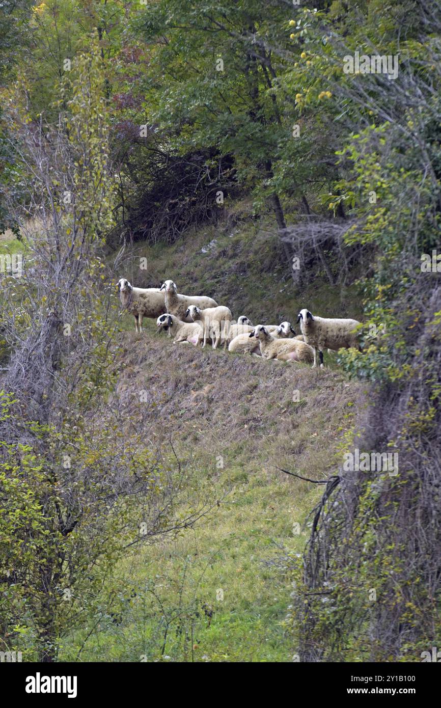 Spectacle sheep hi-res stock photography and images - Alamy