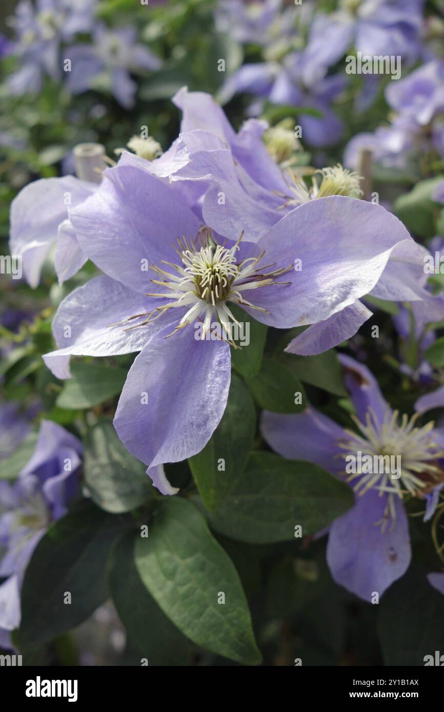 Light blue clematis Stock Photo - Alamy