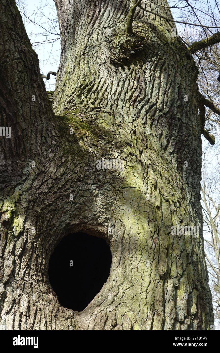 Nesting cavity in an old oak tree Stock Photo - Alamy