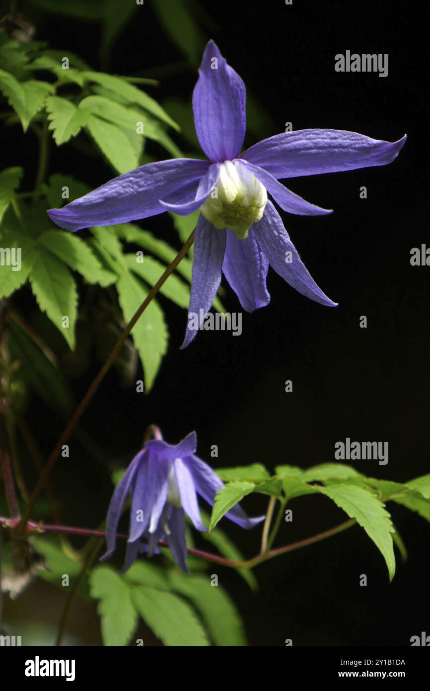 Alpine clematises hi-res stock photography and images - Alamy