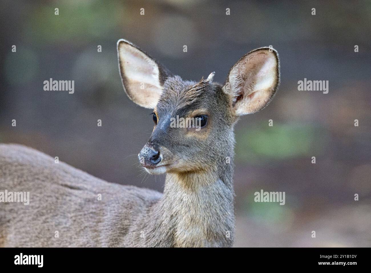 Grossmazama (Mazama americana) Pantanal Brazil Stock Photo - Alamy