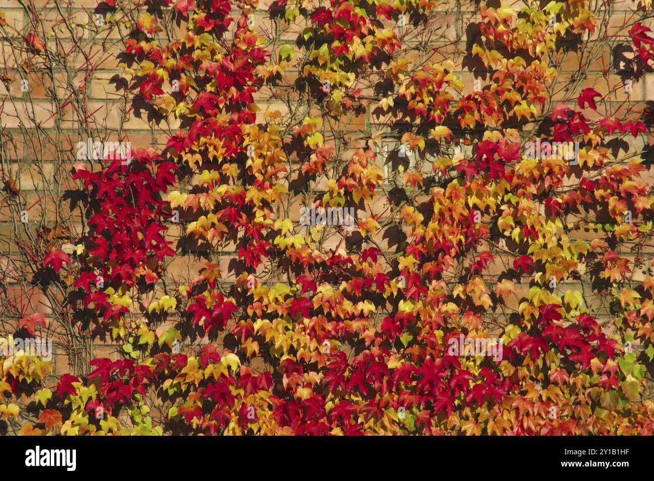 Parthenocissus inserta hi-res stock photography and images - Alamy