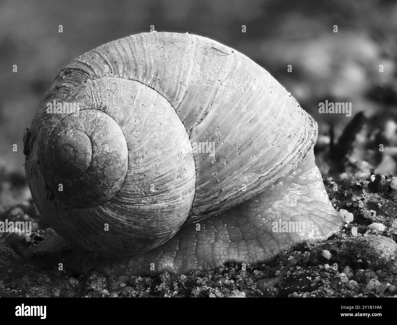 Spotted seashell Black and White Stock Photos & Images - Alamy