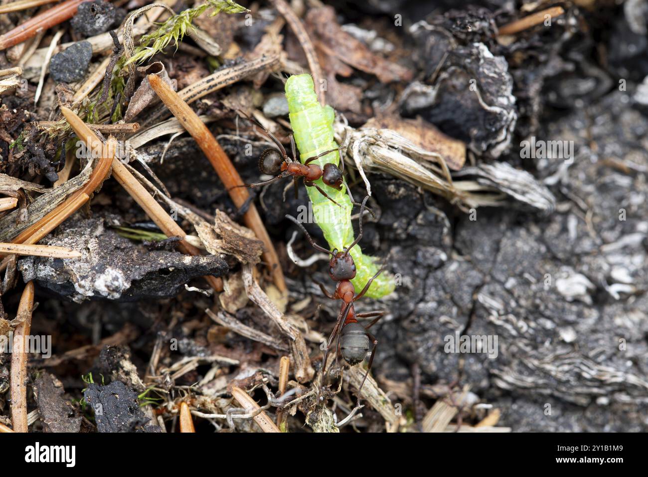 Blood-red ant (Formica sanguinea), two animals transporting caterpillar ...